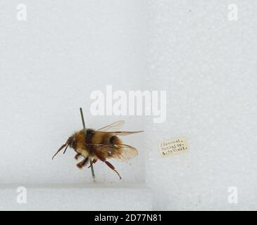 Jôzankei, Hokkaido, Japan, Bombus (Bombus) ignitus Smith, Animalia, Arthropoda, Insecta ...