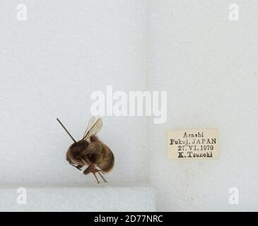 Arashi, Fukui, Japan, Bombus (Bombus) ignitus Smith, Animalia, Arthropoda, Insecta, Hymenoptera ...