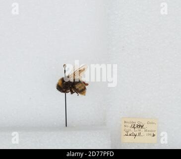 Boulder, Colorado, United States, Bombus (Pyrobombus) bifarius Cresson ...