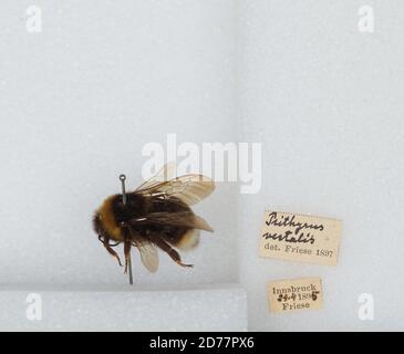 Innsbruck, Tyrol, Austria, Bombus (Psithyrus) rupestris (Fabricius ...