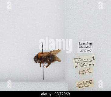 Sichuan, China, Bombus (Festivobombus) festivus Smith, Animalia ...