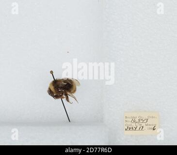 Boulder, Colorado, United States, Bombus (Pyrobombus) bifarius Cresson ...
