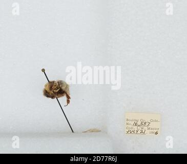 Boulder, Colorado, United States, Bombus (Pyrobombus) bifarius Cresson ...