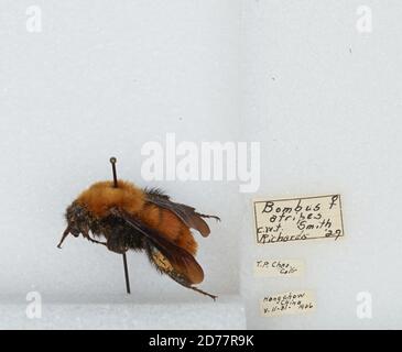 Hangzhou, Zhejiang, China, Bombus (Tricornibombus) atripes Smith ...