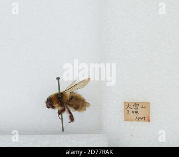 Daisetsuzan, Japan, Bombus (Diversobombus) diversus Smith, Animalia ...