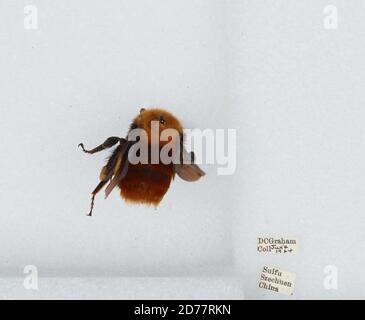 Suifu, Sichuan, China, Bombus (Tricornibombus) atripes Smith, Animalia ...