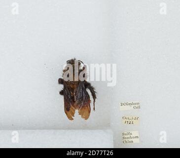 Bombus (Tricornibombus) atripes Smith, Animalia, Arthropoda, Insecta ...