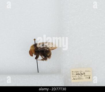 Boulder, Colorado, United States, Bombus (Pyrobombus) bifarius Cresson ...