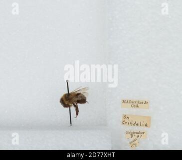 Nebraska City, Otoe, Nebraska, United States, Bombus (Pyrobombus ...
