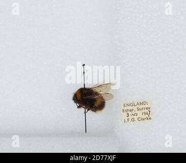 Esher, Elmbridge District, Surrey, United Kingdom, Bombus (Bombus ...