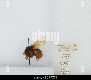 Yibin, Sichuan, China, Bombus (Rufipedibombus) eximius Smith, Animalia ...