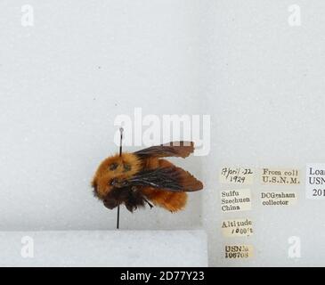 Suifu, Sichuan, China, Bombus (Tricornibombus) atripes Smith, Animalia ...