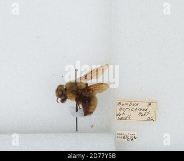 Ames, Story, Iowa, United States, Bombus (Psithyrus) variabilis ...