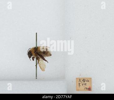 Daisetsuzan, Japan, Bombus (Diversobombus) diversus Smith, Animalia ...