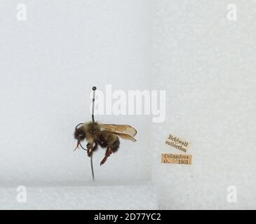 Columbus, United States, Bombus (Fervidobombus) fervidus fervidus ...