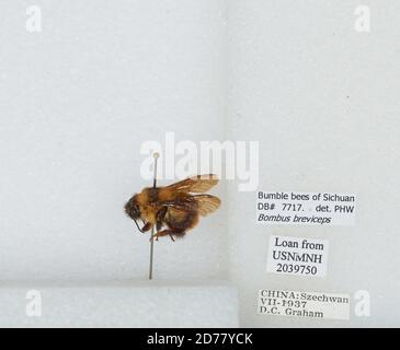 Bombus (Alpigenobombus) breviceps Smith, 1852, Animalia, Arthropoda ...