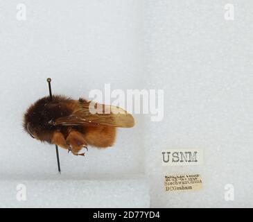 Sichuan, China, Bombus (Rufipedibombus) eximius Smith, Animalia ...