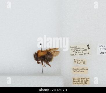 Yachow to Muping, Sichuan, China, Bombus sp., Animalia, Arthropoda ...