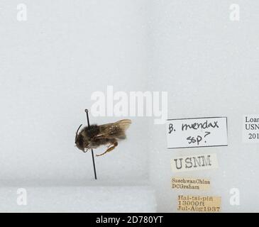 China, Bombus (Mendacibombus) convexus Wang, Animalia, Arthropoda ...