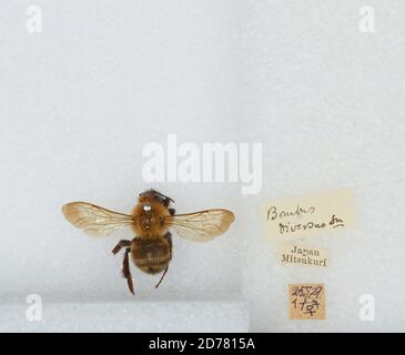 Japan, Bombus (Diversobombus) diversus Smith, Animalia, Arthropoda ...