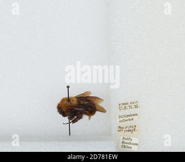 Suifu, Sichuan, China, Bombus (Tricornibombus) atripes Smith, Animalia ...