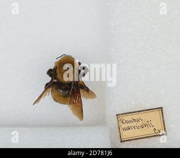 Bombus (Separatobombus) morrisoni Cresson, 1878, Animalia, Arthropoda ...