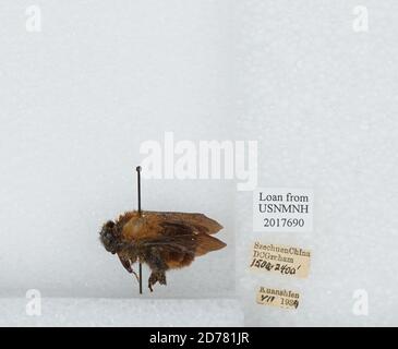 Kuanshien, Sichuan, China, Bombus (Tricornibombus) atripes Smith ...