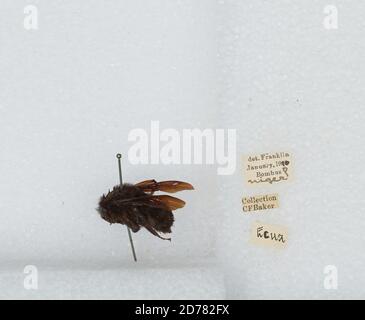 Ecuador, Bombus (Fervidobombus) morio (Swederus), Animalia, Arthropoda ...