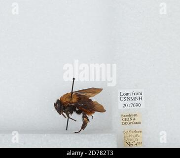 Yachow, Sichuan, China, Bombus (Tricornibombus) atripes Smith, Animalia ...