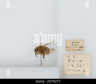 Nikko, Tochigi, Japan, Bombus (Diversobombus) diversus Smith, Animalia ...