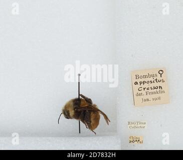 California, United States, Bombus (Subterraneobombus) appositus Cresson ...