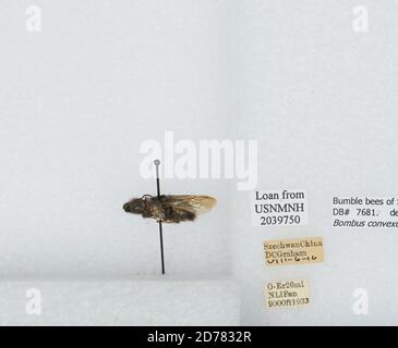 O-Er 26 miles North Li Fan, Sichuan, China, Bombus sp., Animalia ...
