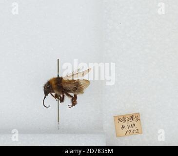 Mount Kuro, Daisetsuzan, Japan, Bombus (Diversobombus) diversus Smith ...