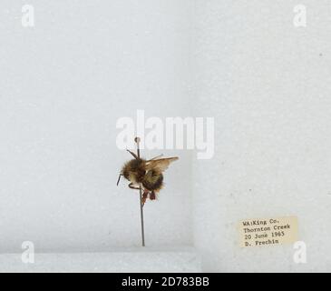 Thornton Creek, King, Washington, United States, Bombus (Pyrobombus ...