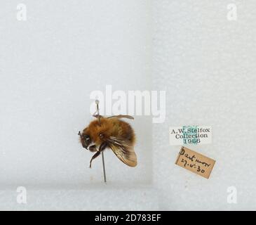 Dartmoor National Park, Devon Shire, England, United Kingdom, Bombus ...