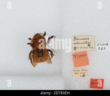 San Jose, Costa Rica, Bombus (Pyrobombus) ephippiatus (Say), Animalia ...