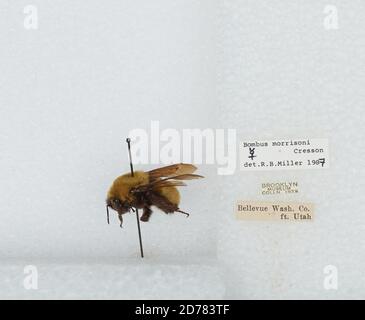 Bellevue, Washington, Utah, United States, Bombus (Separatobombus ...