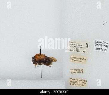 Yachow to Muping, Sichuan, China, Bombus sp., Animalia, Arthropoda ...