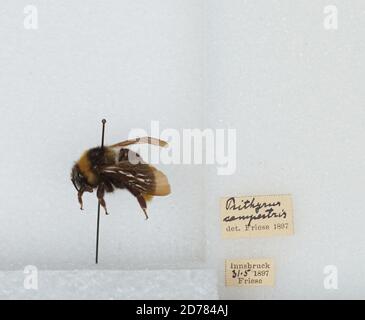 Innsbruck, Tyrol, Austria, Bombus (Psithyrus) rupestris (Fabricius ...
