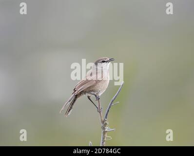 Karoo robin (Karoo scrub-robin) (Cercotrichas coryphoeus), Mountain ...