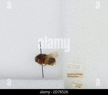 Chengdu, Chengdu Shi, Sichuan, China, Bombus (Pyrobombus) flavescens ...