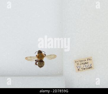 Saitama, Japan, Bombus (Diversobombus) diversus Smith, Animalia ...