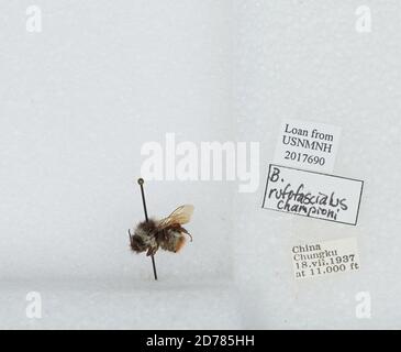 Chungku, China, Bombus (Melanobombus) rufofasciatus Smith, Animalia ...