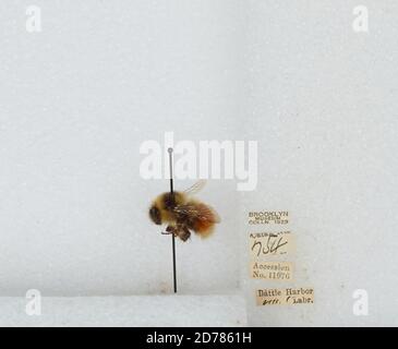 Battle Harbor, Newfoundland and Labrador, Canada, Bombus (Pyrobombus ...