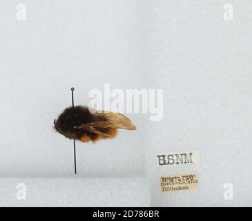 Behluhdin, Sichuan, China, Bombus (Rufipedibombus) eximius Smith ...