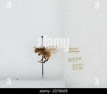 Currant Creek, Uinta National Forest, Wasatch, Utah, United States ...