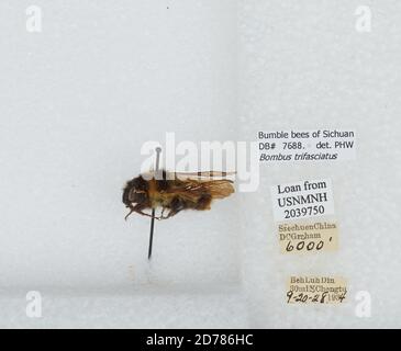 Chengdu, Sichuan, China, Bombus (Diversobombus) trifasciatus Smith ...
