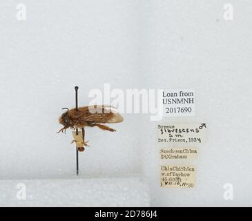 Chin Chi Shien, West of Yucheng, Sichuan, China, Bombus sp., Animalia ...