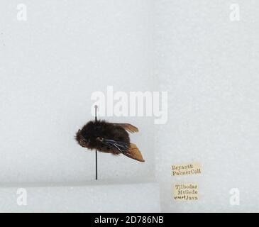 Tjibodas, Mount Gede, West Java, West Java, Indonesia, Bombus ...