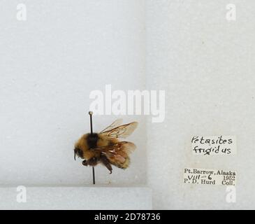 Point Barrow, North Slope, Alaska, United States, Pristiphora gelida ...